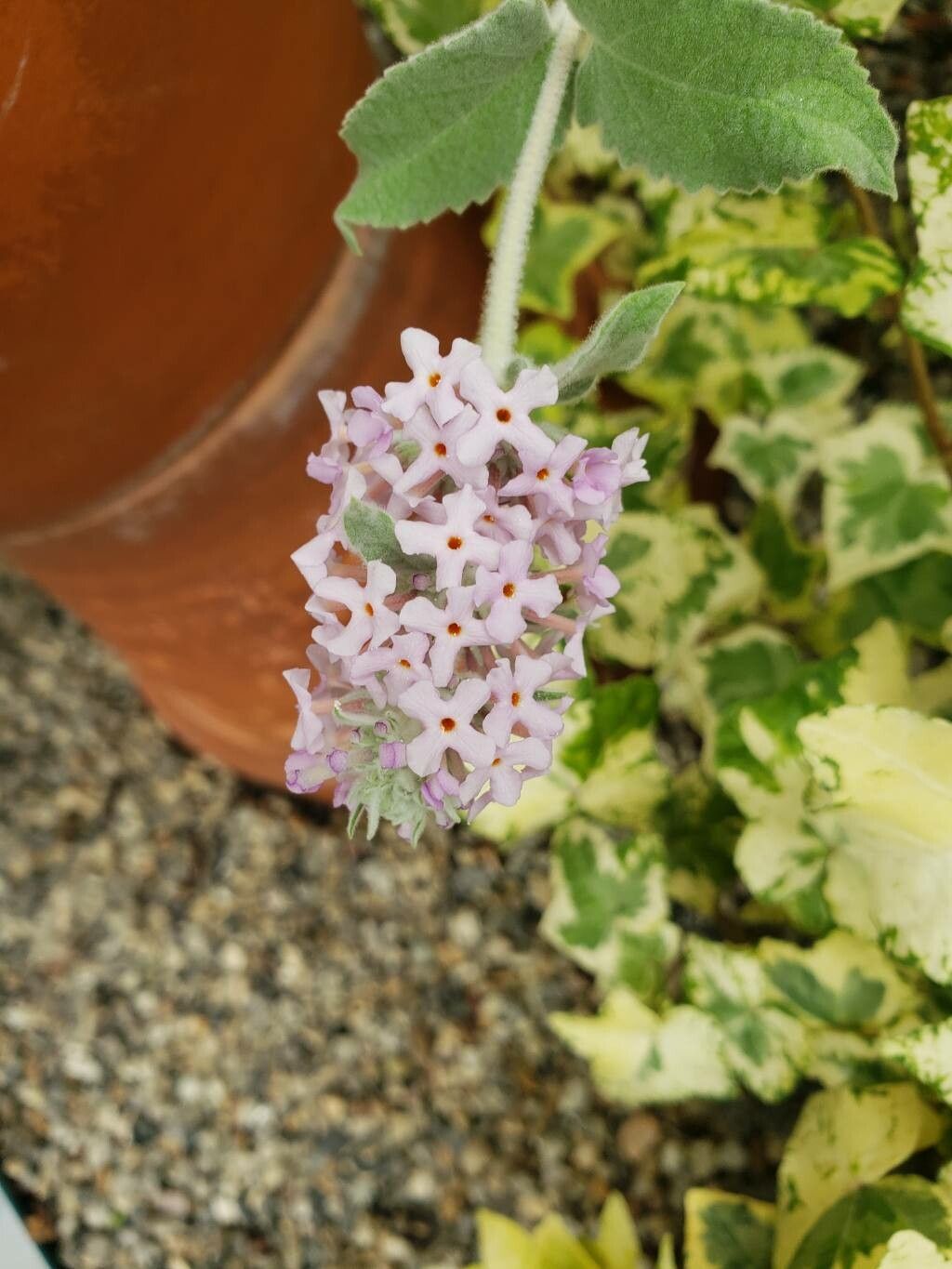 How to Propagate Buddleja crispa - Propagate One