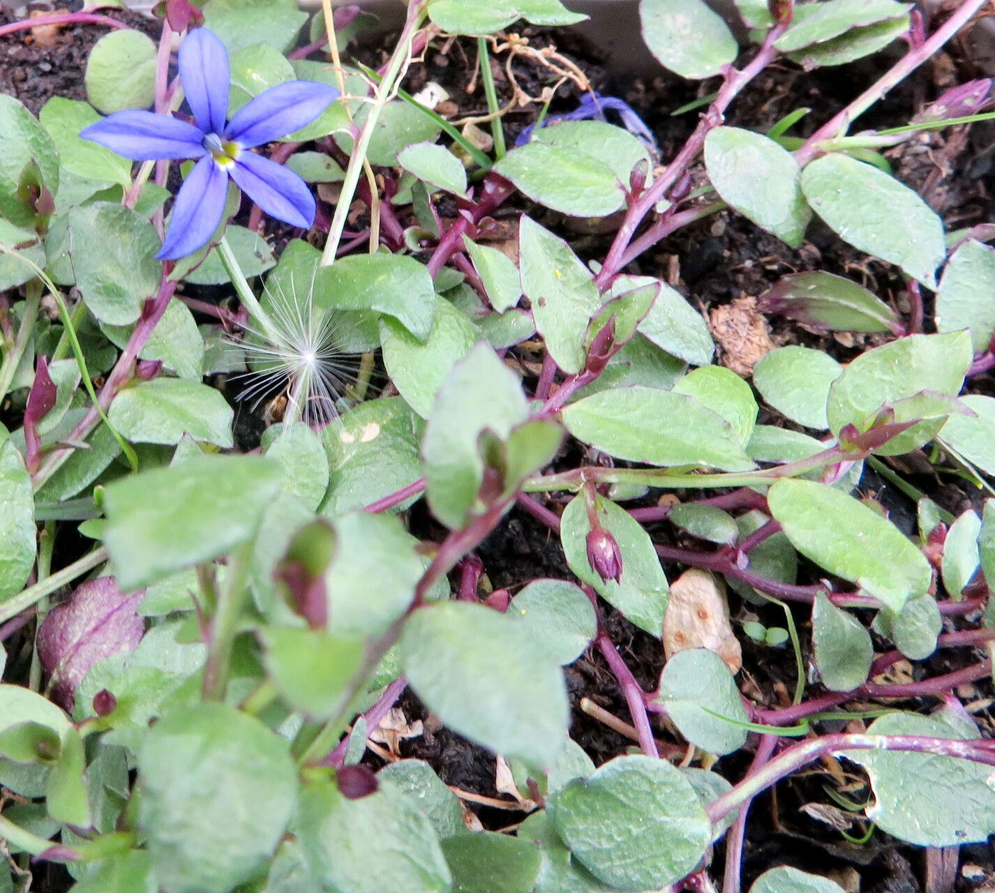 How to Propagate Isotoma fluviatilis - Propagate One