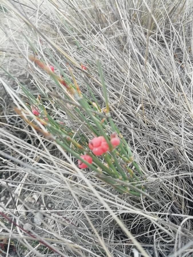 How to Propagate Ephedra compacta - Propagate One