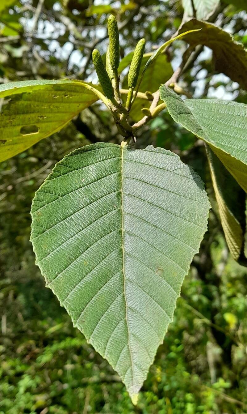 How to Propagate Alnus acuminata - Propagate One