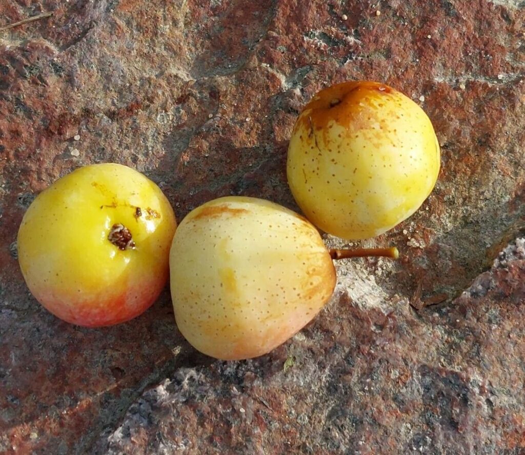 How to Propagate Cormus domestica - Propagate One