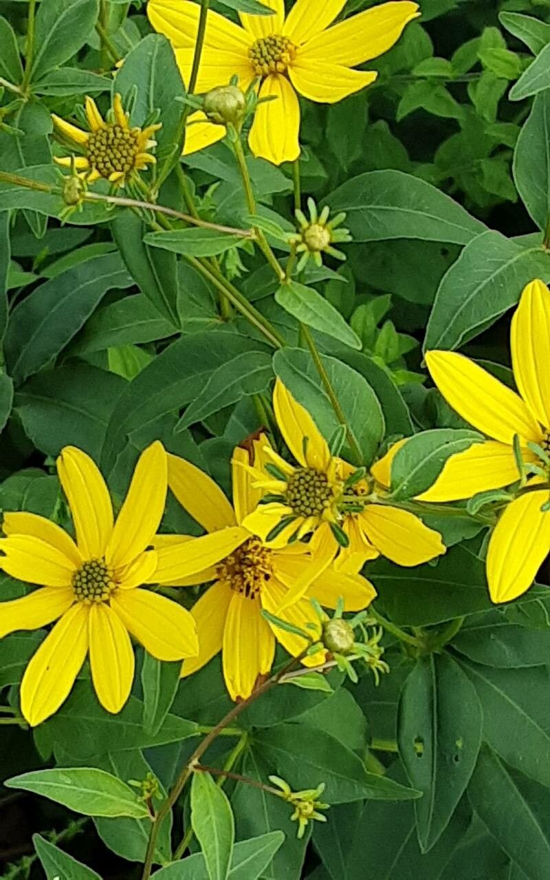 How to Propagate Coreopsis major - Propagate One