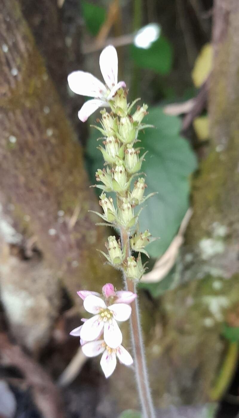 How to Propagate Francoa appendiculata - Propagate One