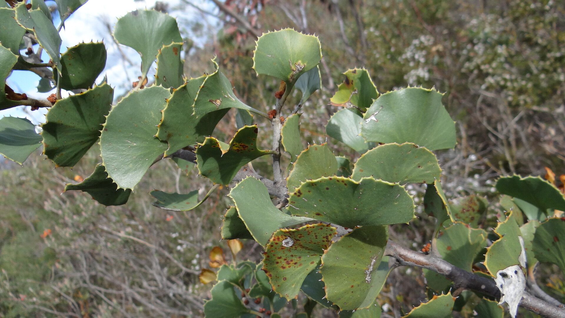 How to propagate How to Propagate Hakea flabellifolia