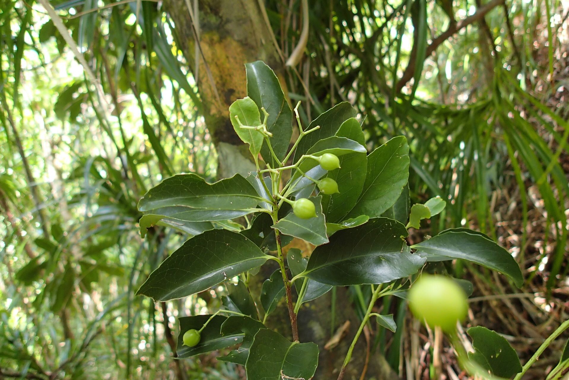 How to Propagate Denhamia fournieri - Propagate One