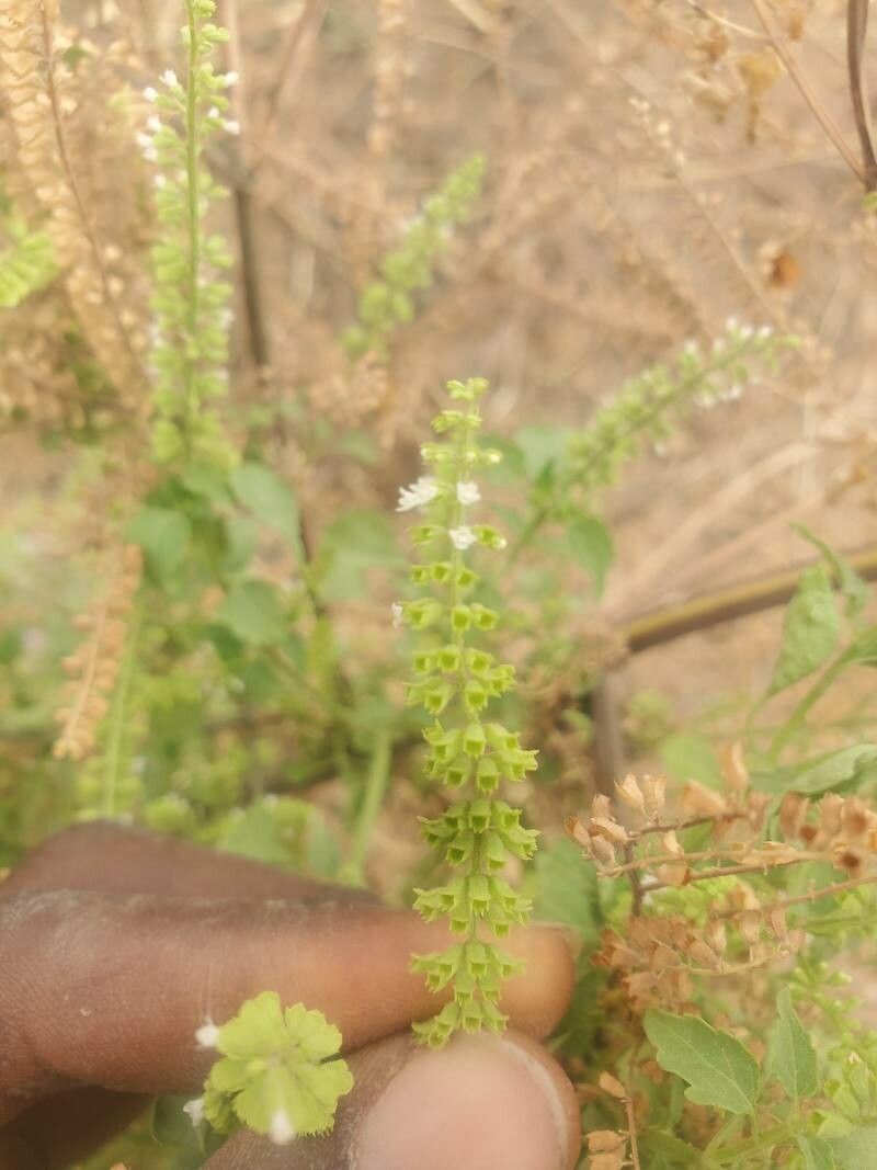 How to Propagate Basilicum polystachyon - Propagate One