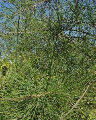 How to Propagate Casuarina glauca - Propagate One