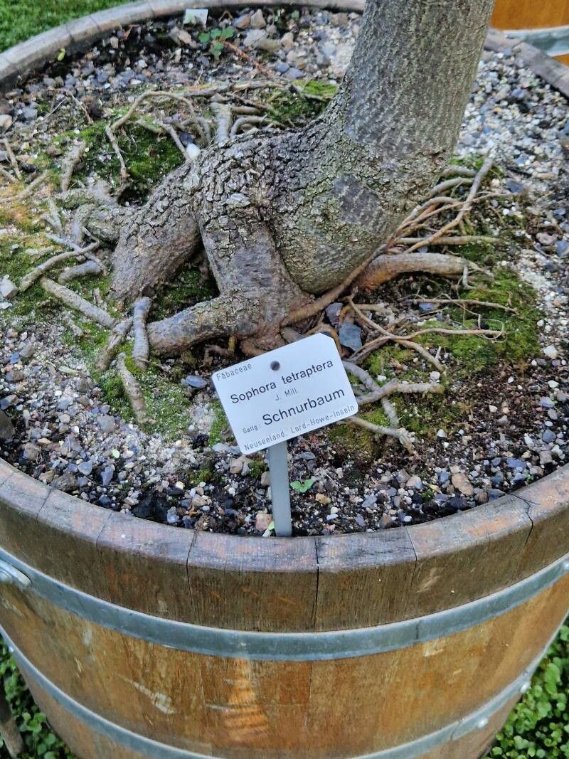 How to Propagate Sophora tetraptera - Propagate One