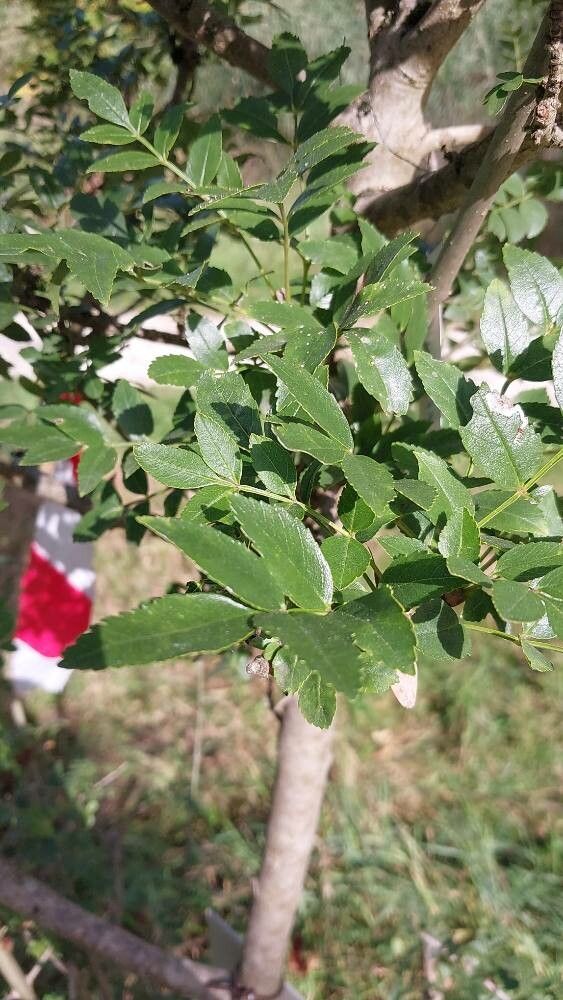 How to Propagate Fraxinus xanthoxyloides - Propagate One