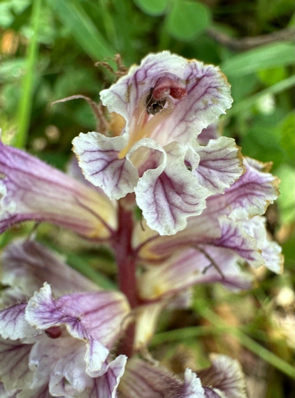 How to Propagate Orobanche crenata - Propagate One
