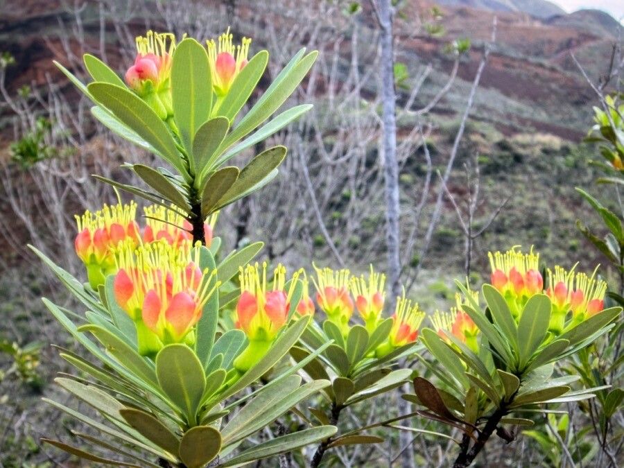How to Propagate Xanthostemon aurantiacus - Propagate One