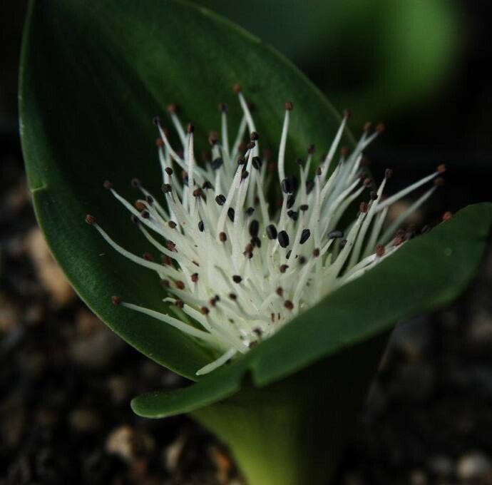 How to Propagate Massonia pygmaea - Propagate One
