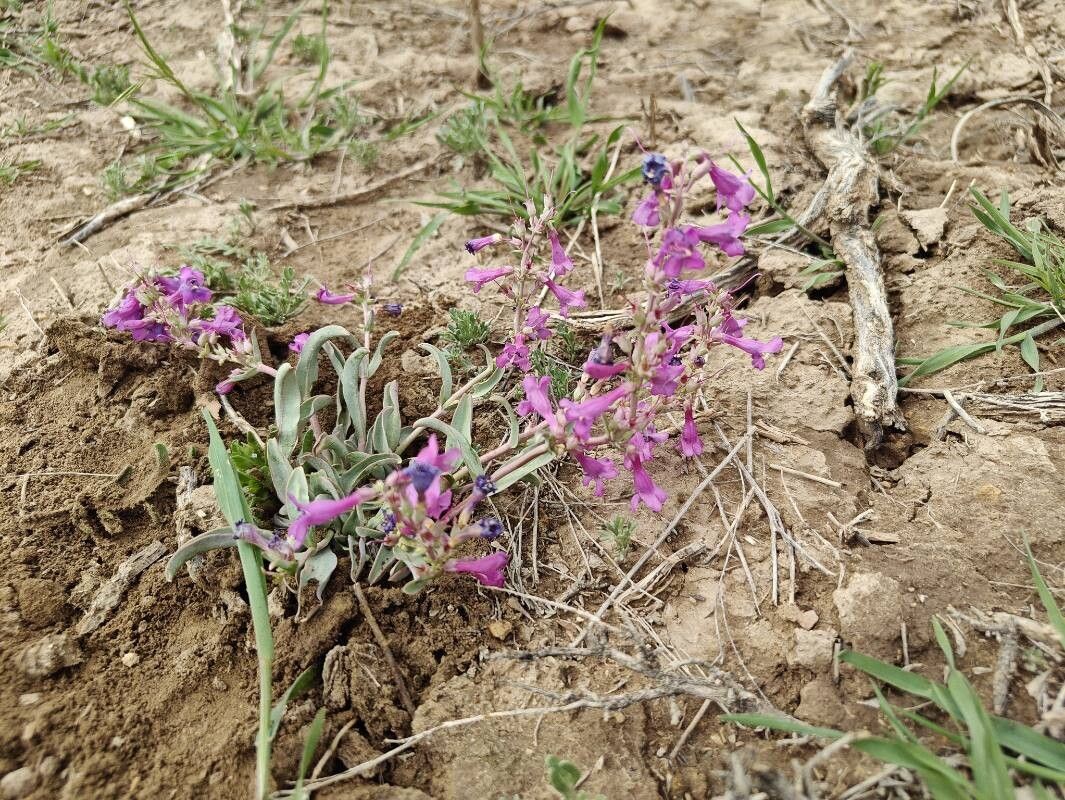 How to Propagate Penstemon carnosus - Propagate One