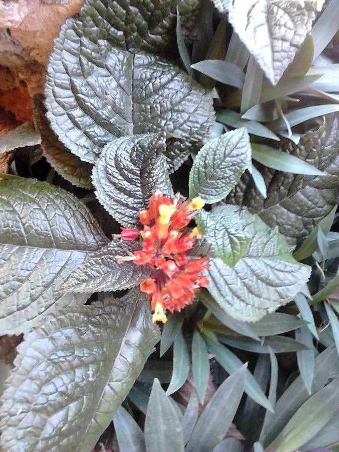 How to Propagate Chrysothemis pulchella - Propagate One
