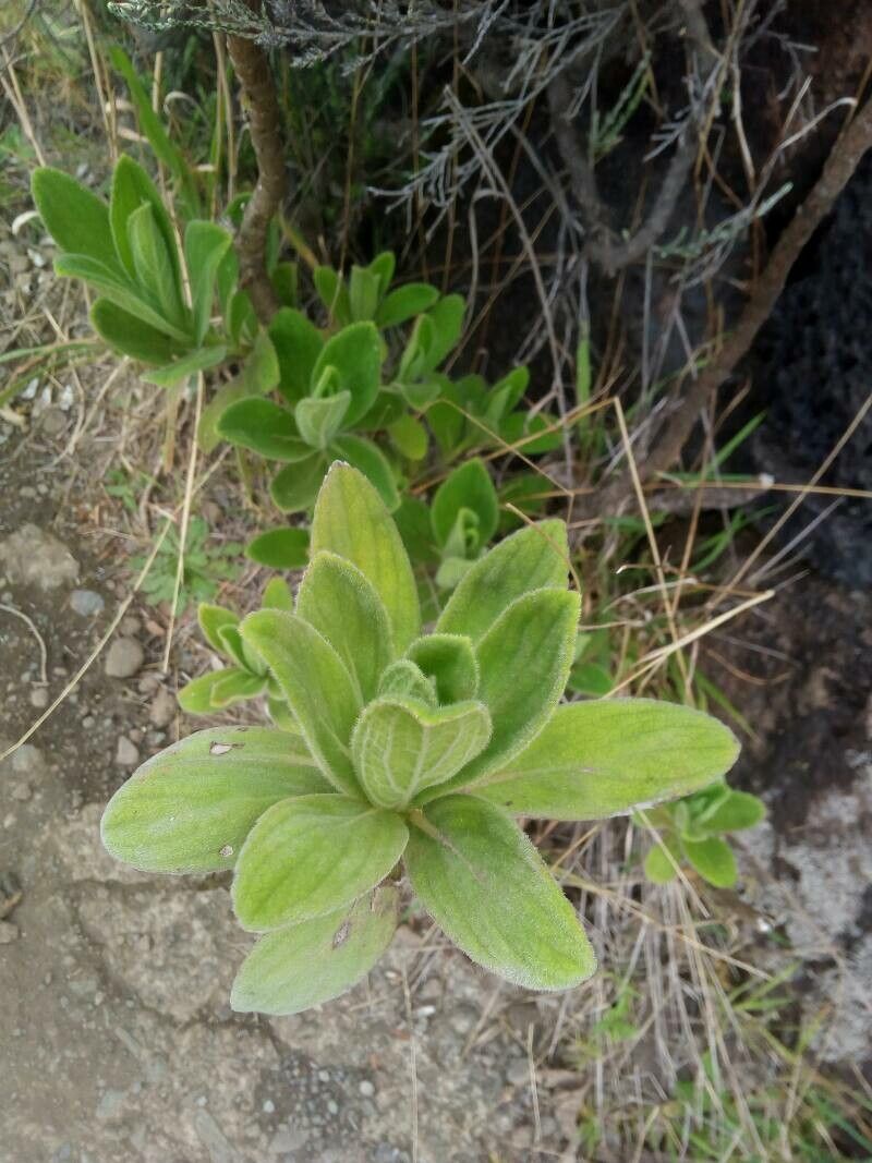 How to Propagate Psiadia anchusifolia - Propagate One