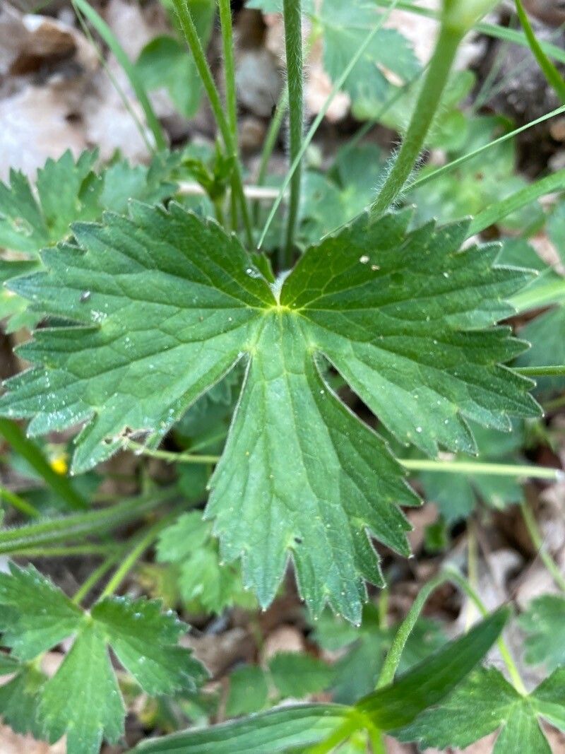 How to Propagate Ranunculus aduncus - Propagate One