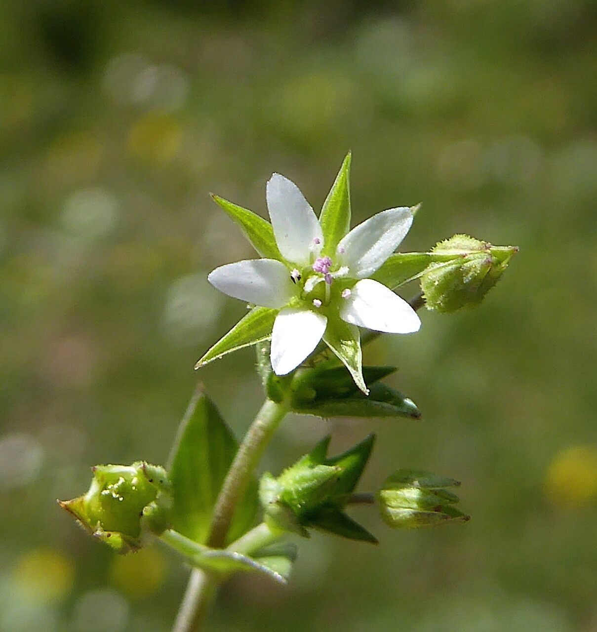 How to Propagate Arenaria serpyllifolia - Propagate One