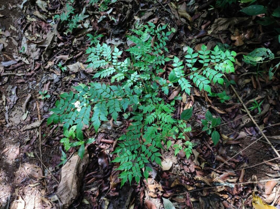 How to Propagate Jacaranda copaia - Propagate One