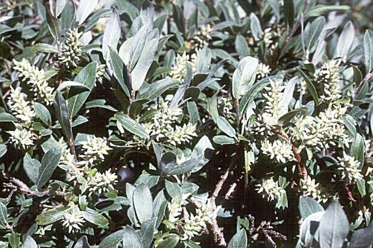 How to Propagate Salix brachycarpa - Propagate One