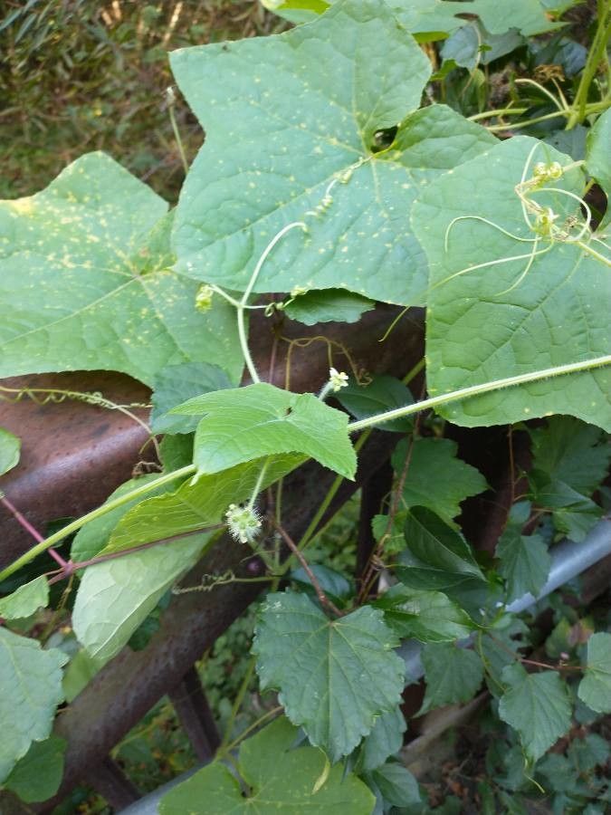 How to Propagate Sicyos microphyllus - Propagate One