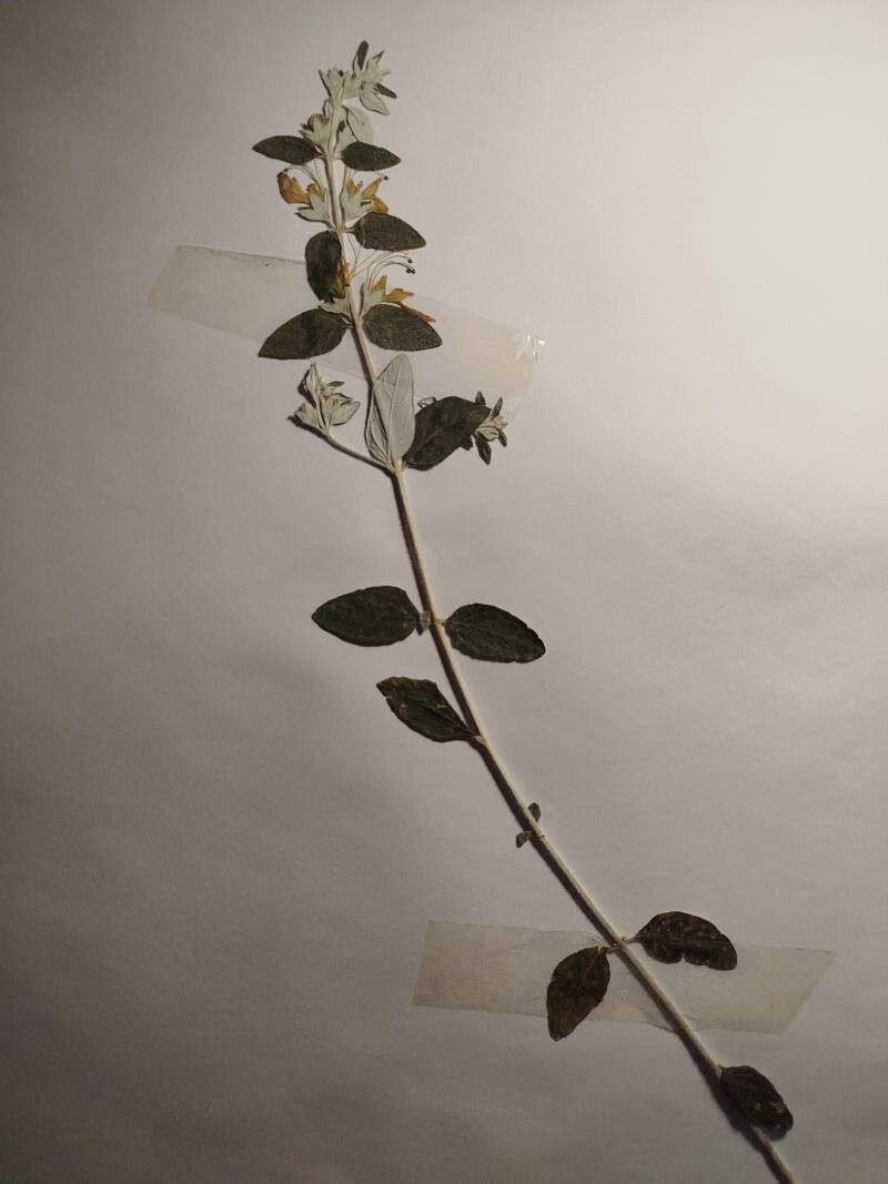 How to Propagate Isodon rugosus - Propagate One