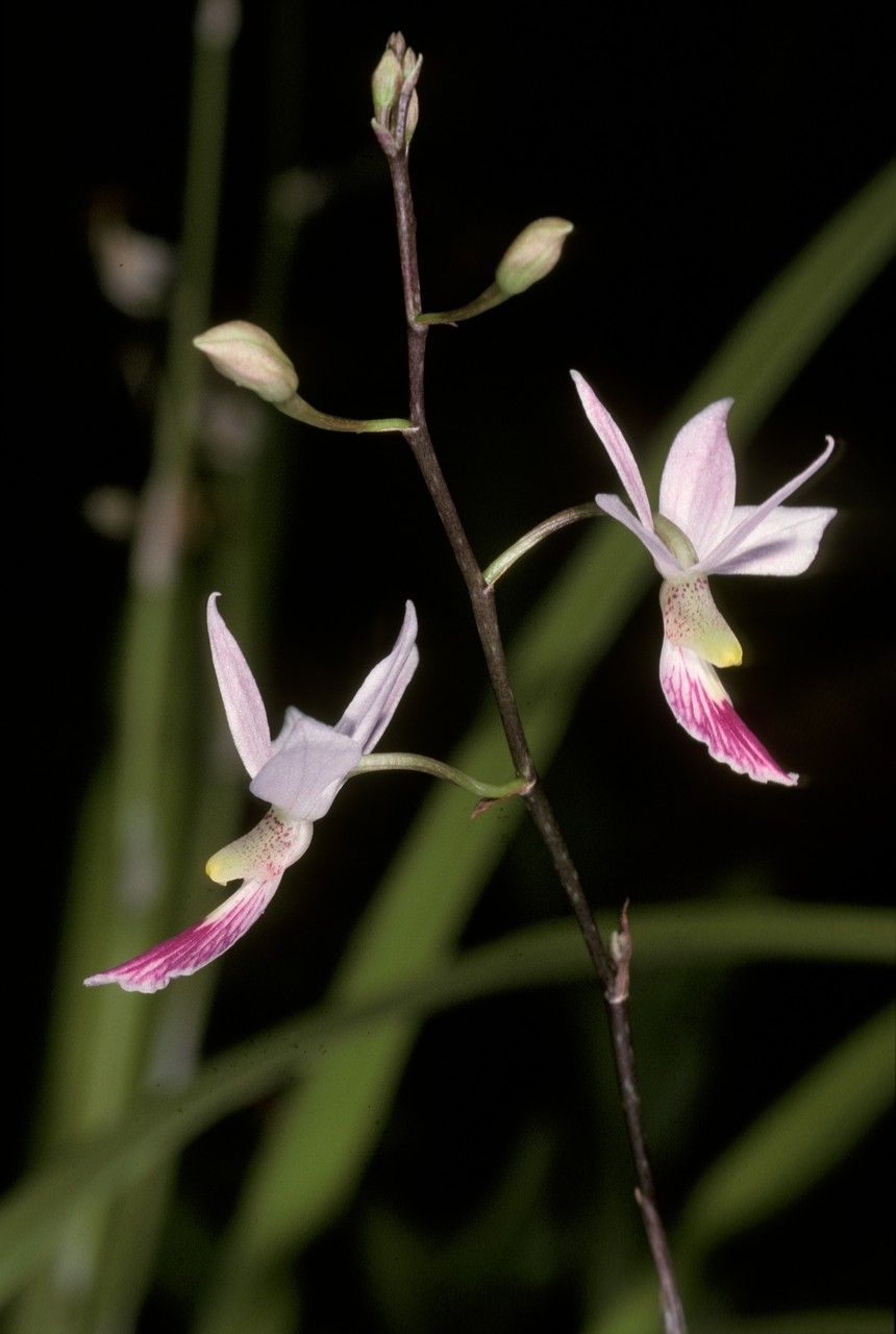 How to Propagate Barkeria shoemakeri - Propagate One