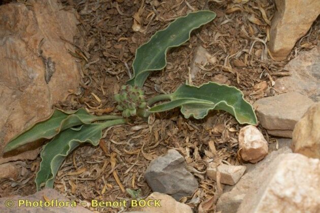 How to Propagate Ranunculus calandrinioides - Propagate One