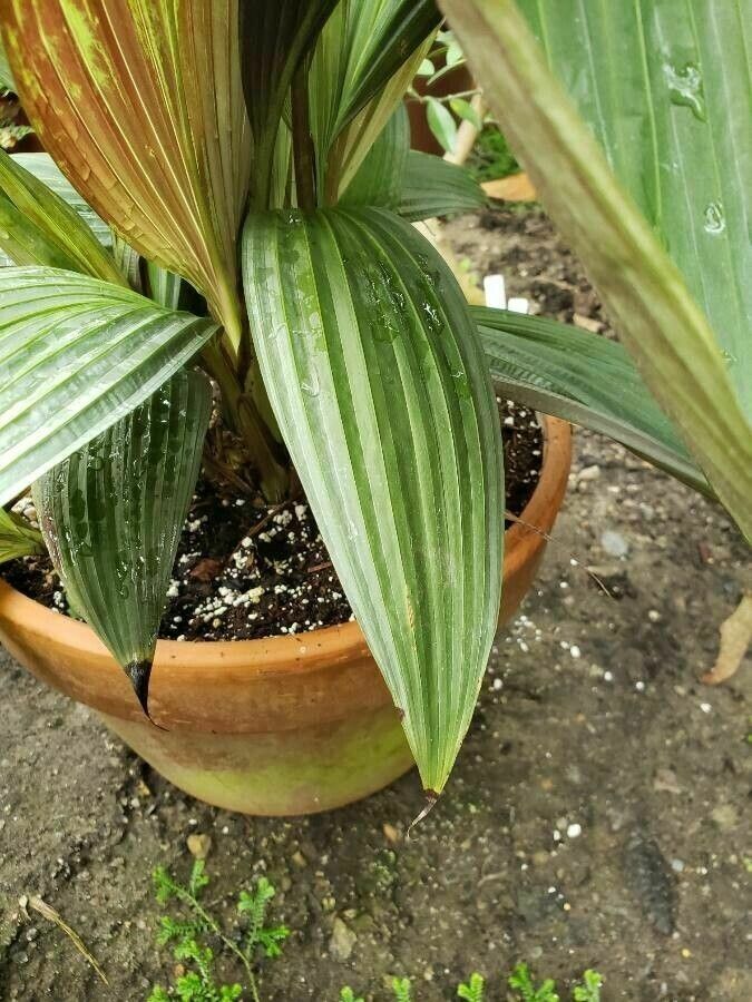 How to Propagate Curculigo orchioides - Propagate One