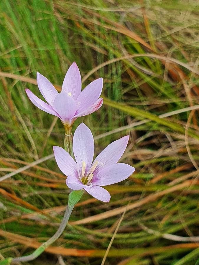 How to propagate How to Propagate Hesperantha petitiana