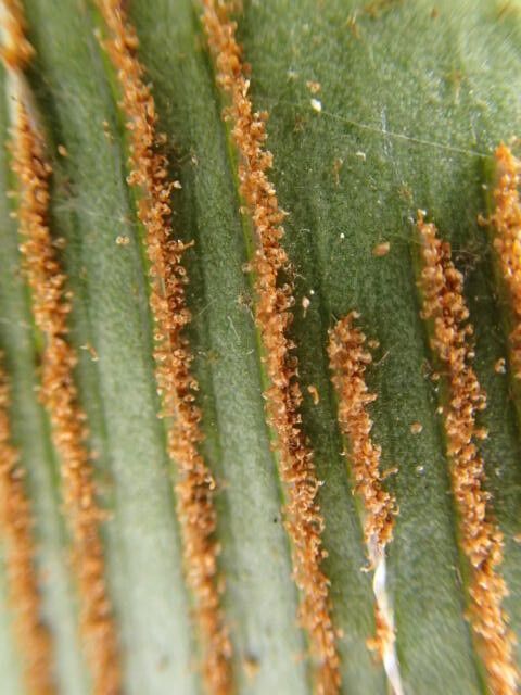 How to Propagate Asplenium africanum - Propagate One