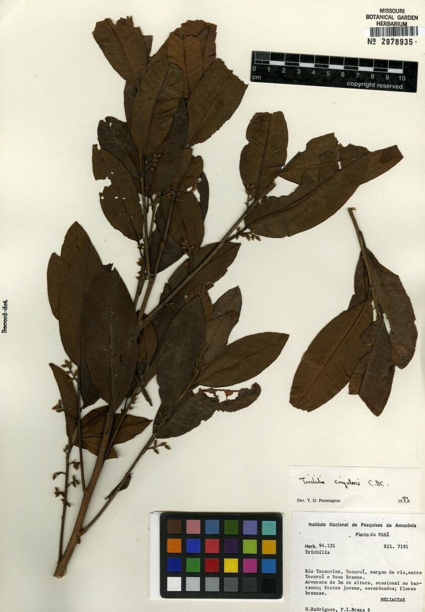 How to Propagate Trichilia singularis - Propagate One