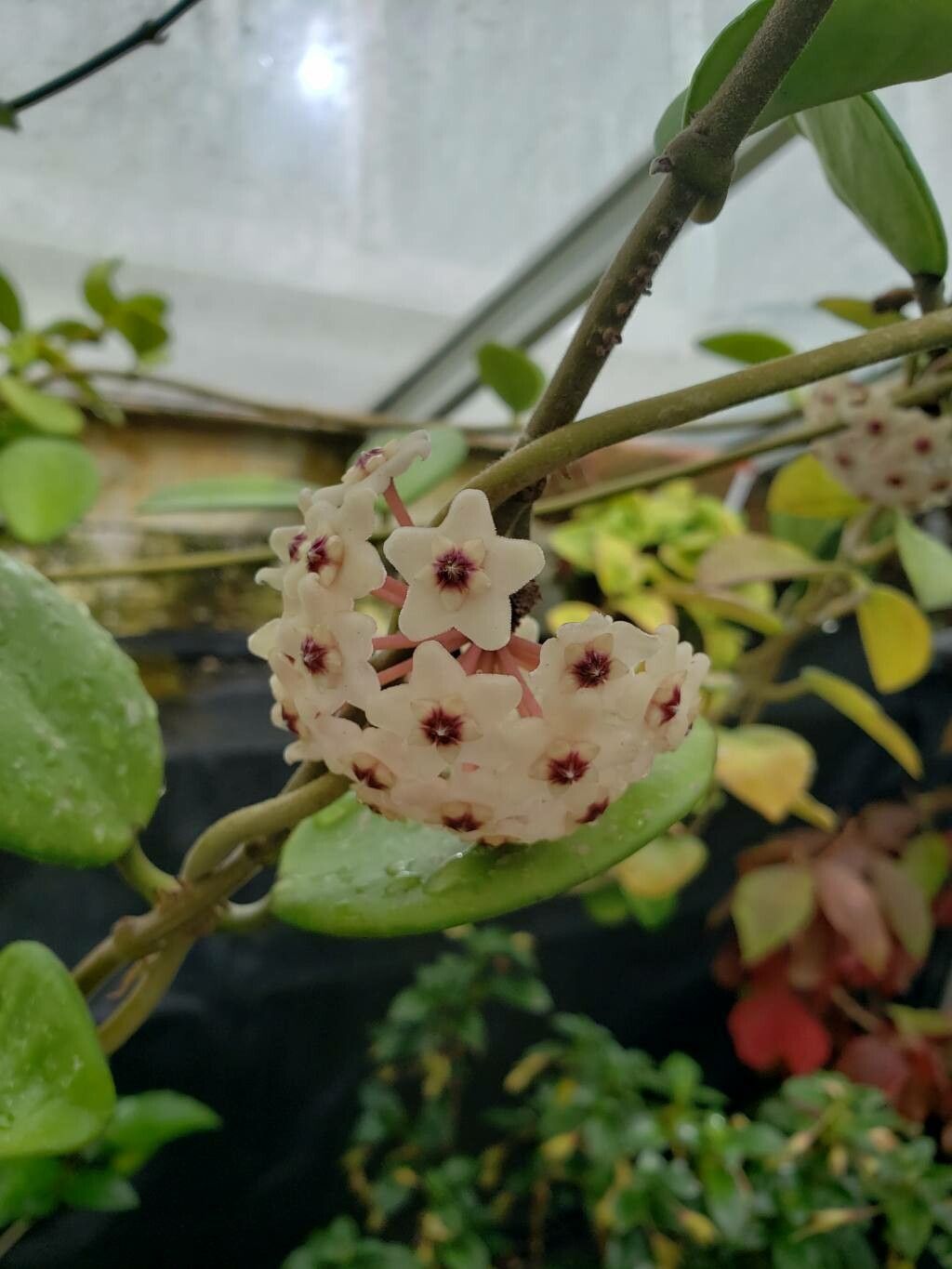 How to Propagate Hoya obovata - Propagate One