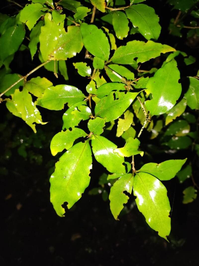 How to Propagate Randia brenesii - Propagate One