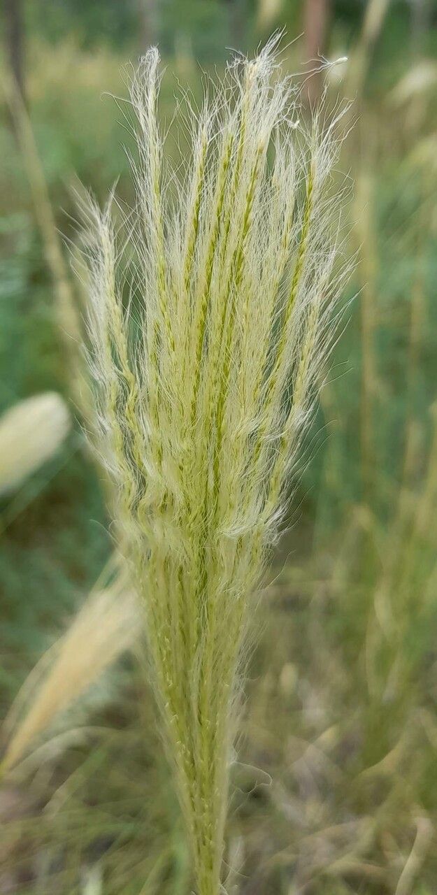 How to Propagate Leptochloa crinita - Propagate One