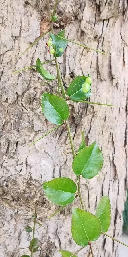 How to Propagate Chukrasia tabularis - Propagate One