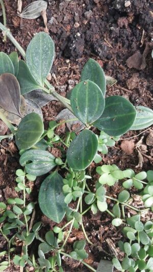 How to Propagate Peperomia hoffmannii - Propagate One