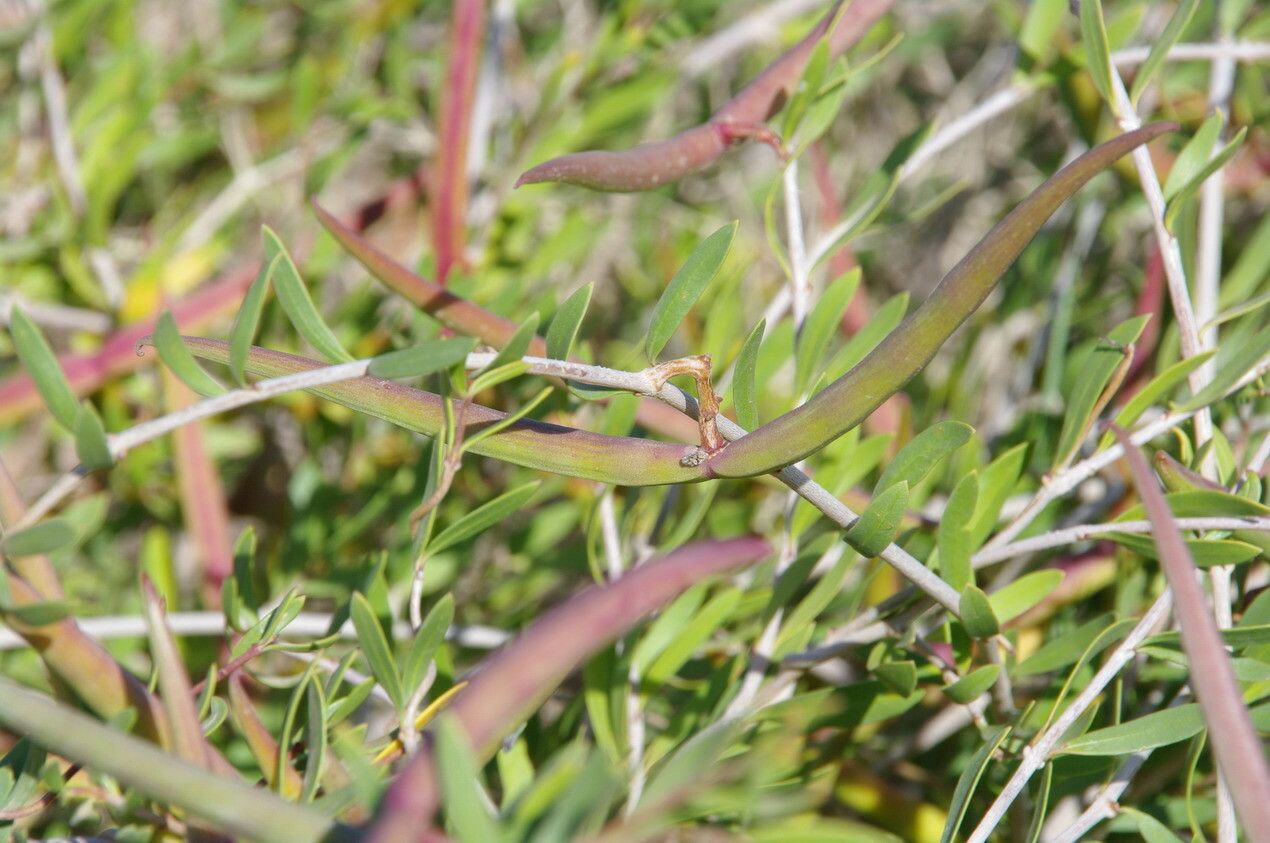 How to Propagate Periploca angustifolia - Propagate One