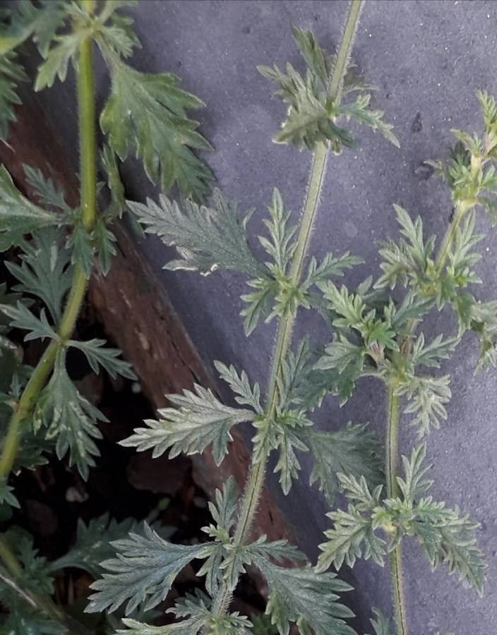 How to Propagate Verbena canadensis - Propagate One