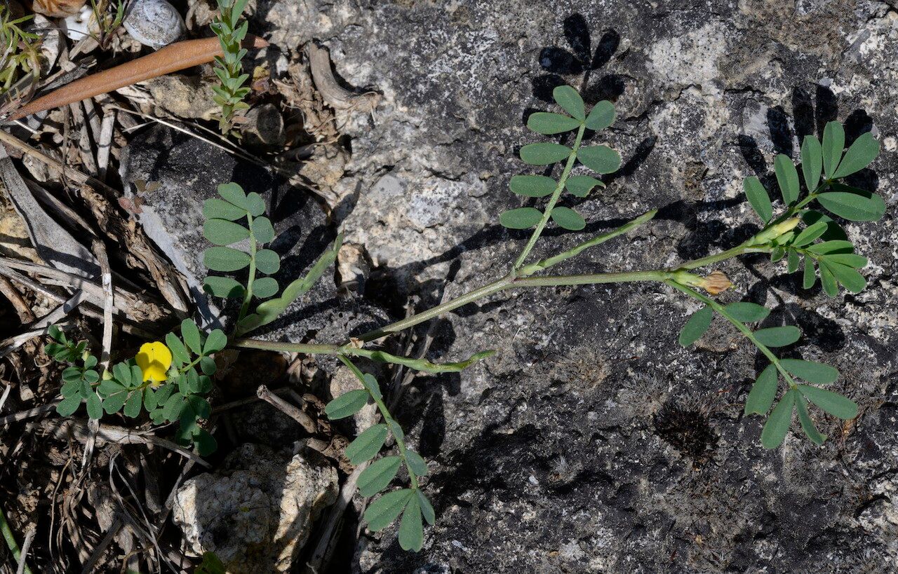 How to Propagate Hippocrepis unisiliquosa - Propagate One