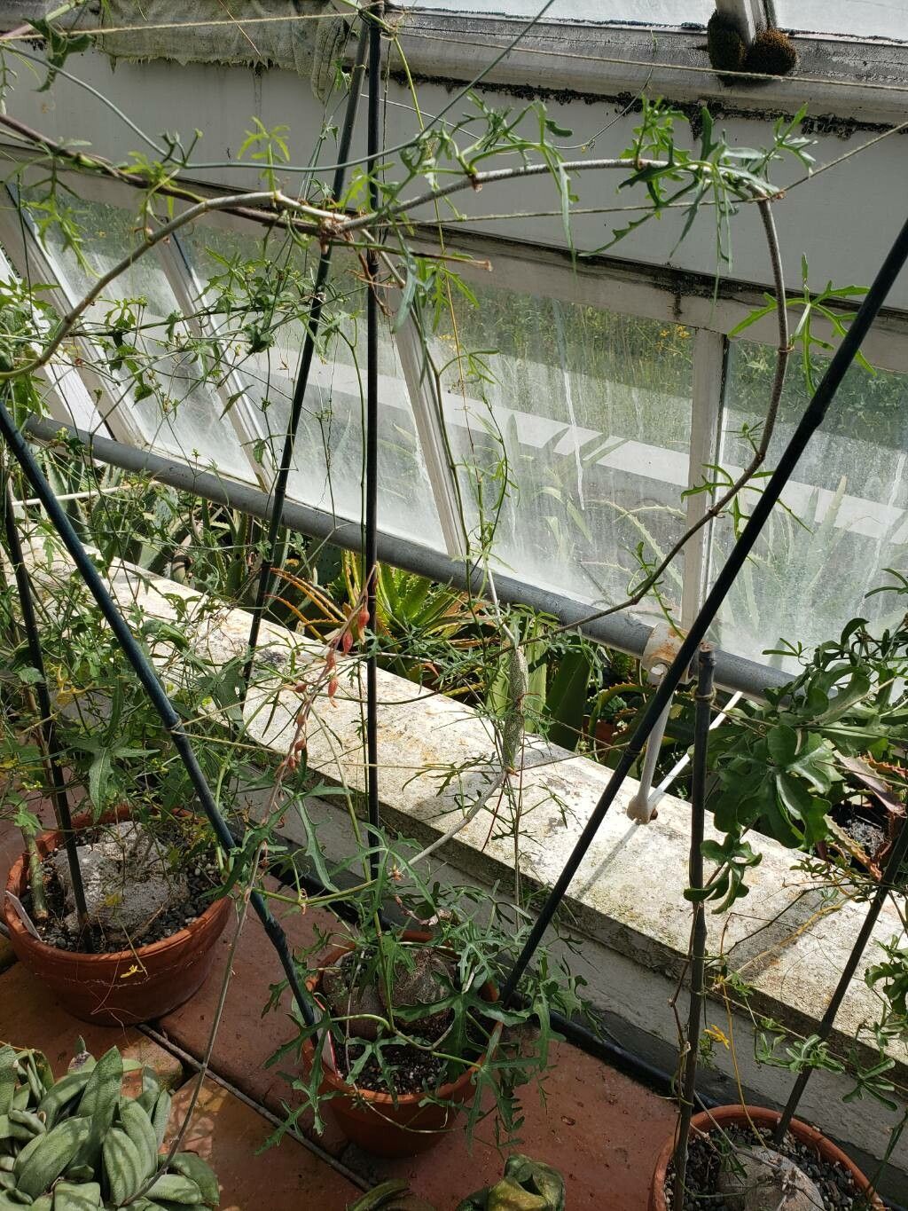 How to Propagate Cissus tiliacea - Propagate One