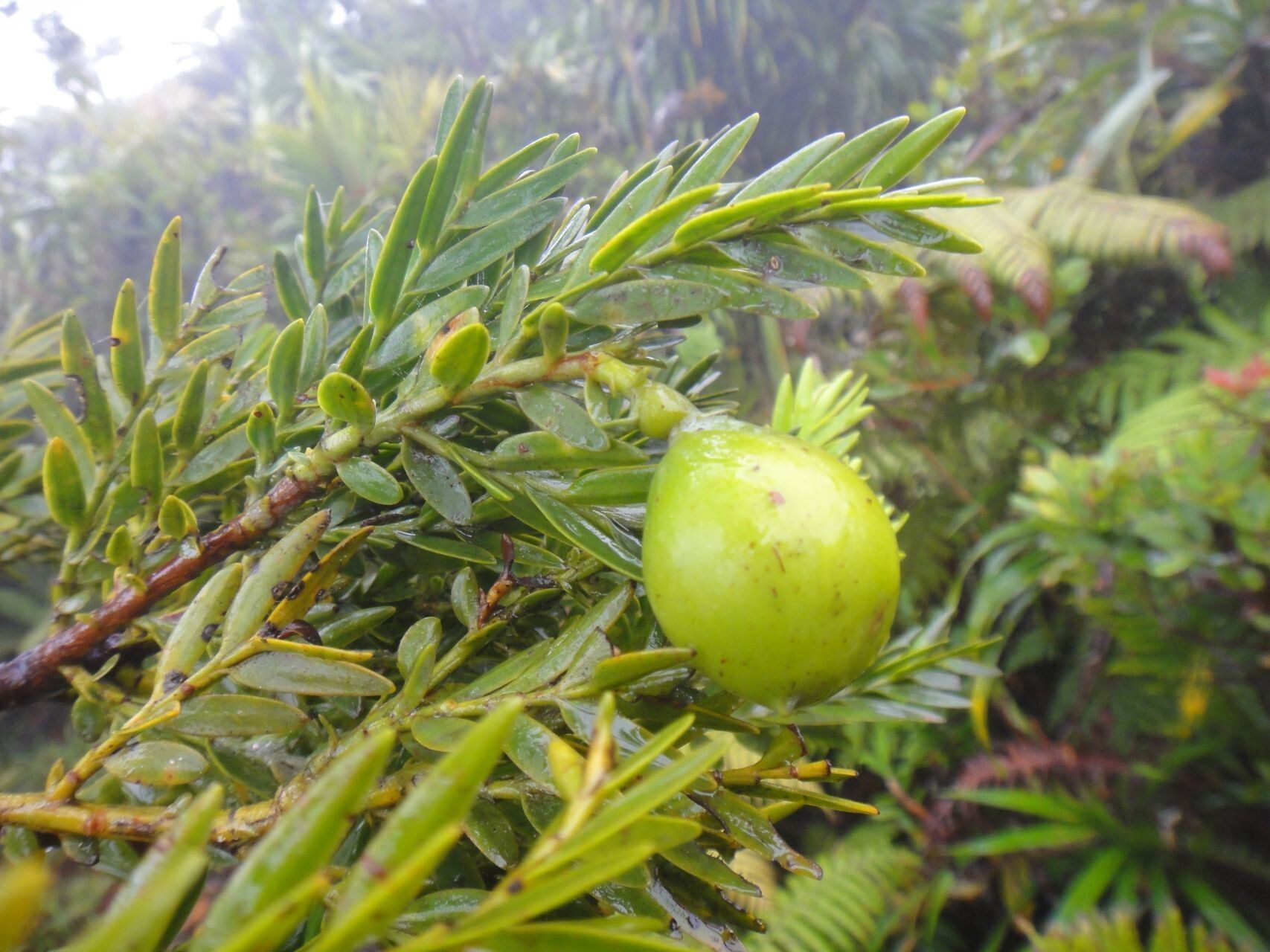 How to Propagate Retrophyllum comptonii - Propagate One