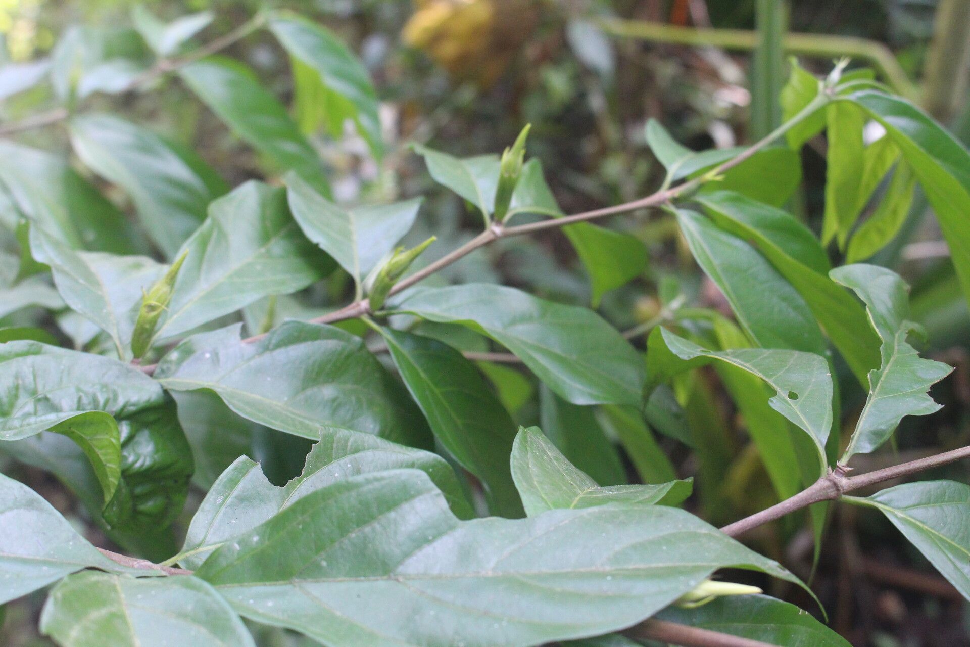 How to Propagate Rothmannia urcelliformis - Propagate One