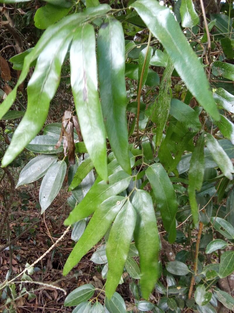 How to Propagate Lygodium lanceolatum - Propagate One