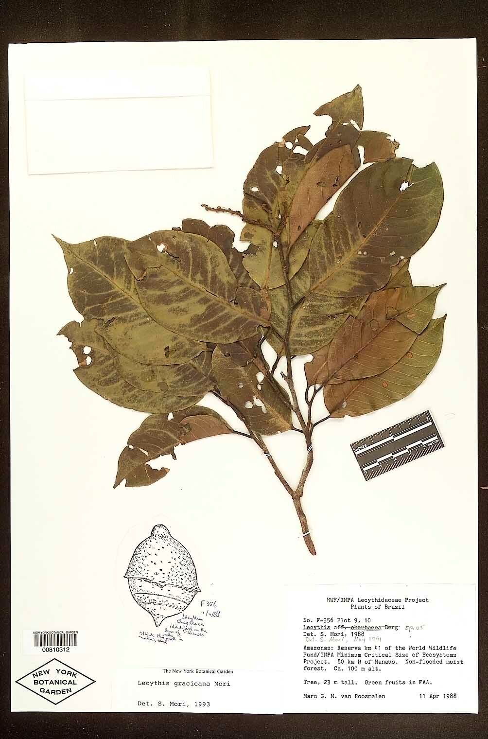 How to Propagate Lecythis gracieana - Propagate One