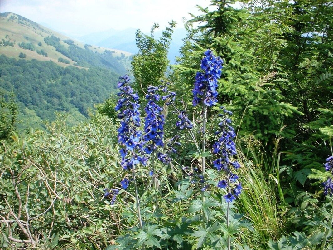 How to Propagate Delphinium elatum - Propagate One