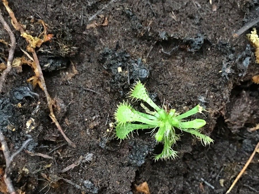 How to Propagate Drosera capillaris - Propagate One