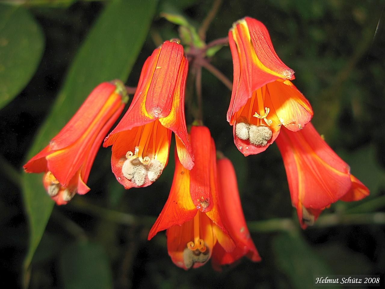 How to Propagate Bomarea costaricensis - Propagate One