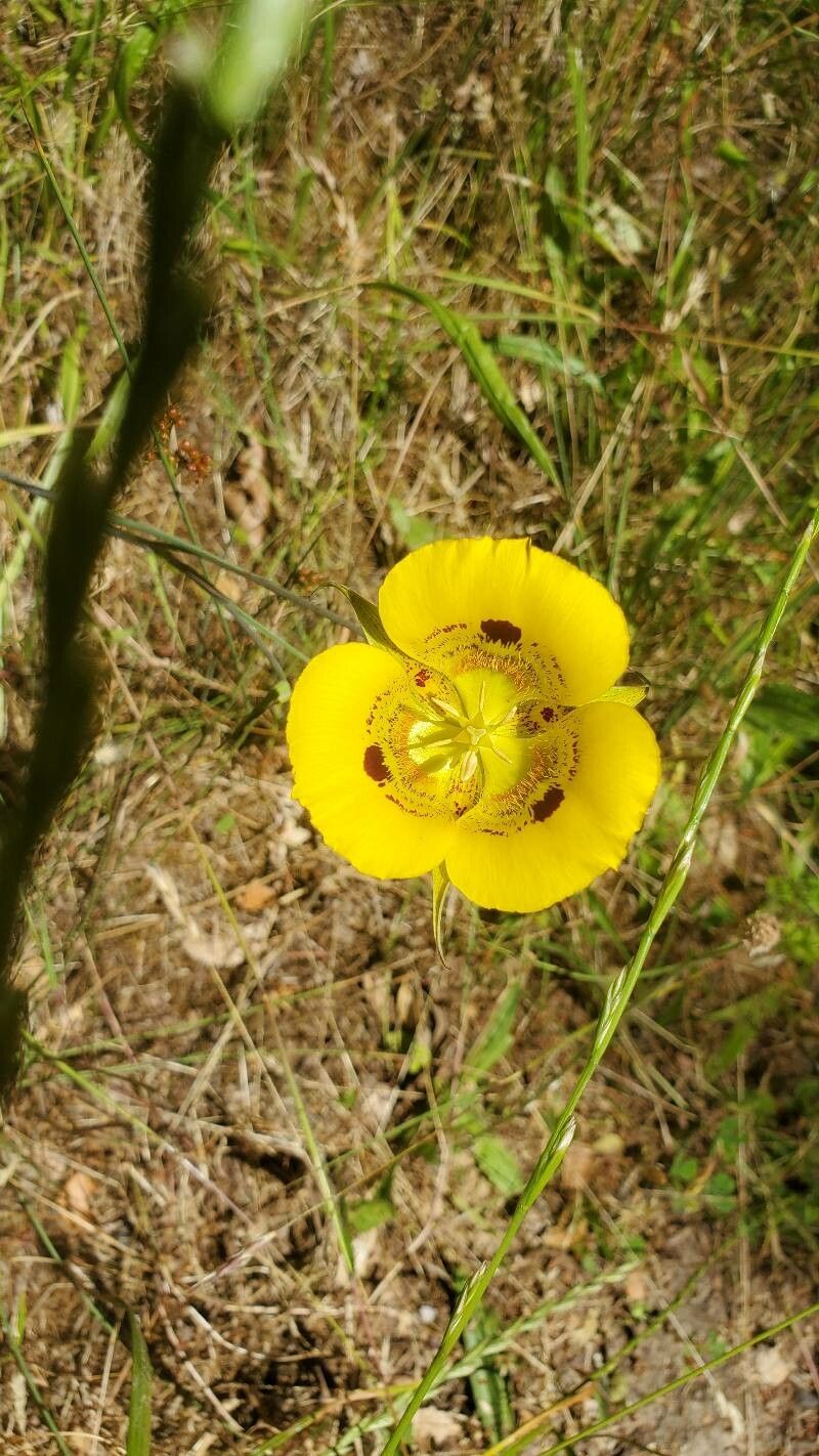 How to Propagate Calochortus luteus - Propagate One