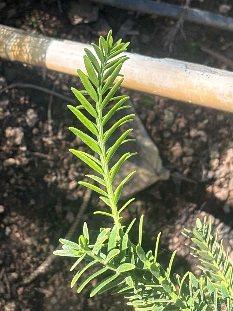 How to Propagate Retrophyllum minus - Propagate One