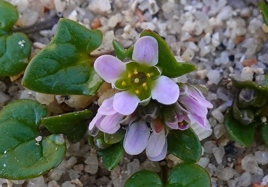 How to propagate How to Propagate Cochlearia danica